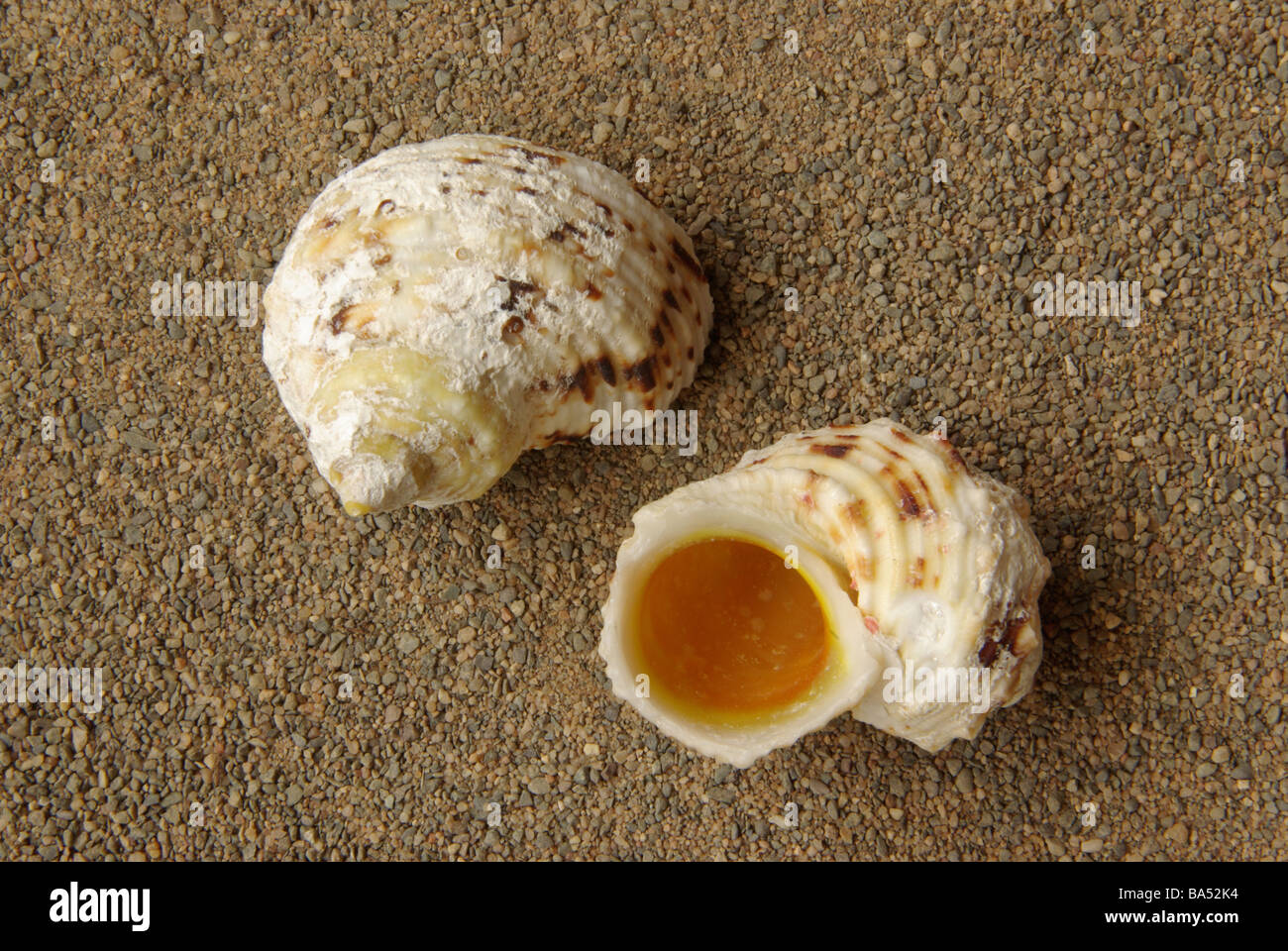 A tropical top shell, Turbo chrysostomus Stock Photo - Alamy