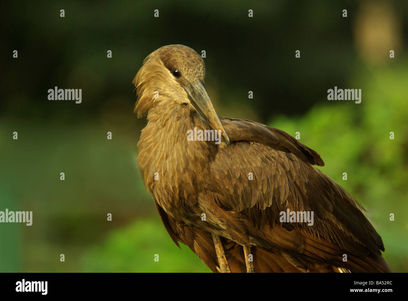 Hammerkop - Scopus umbretta Stock Photo - Alamy