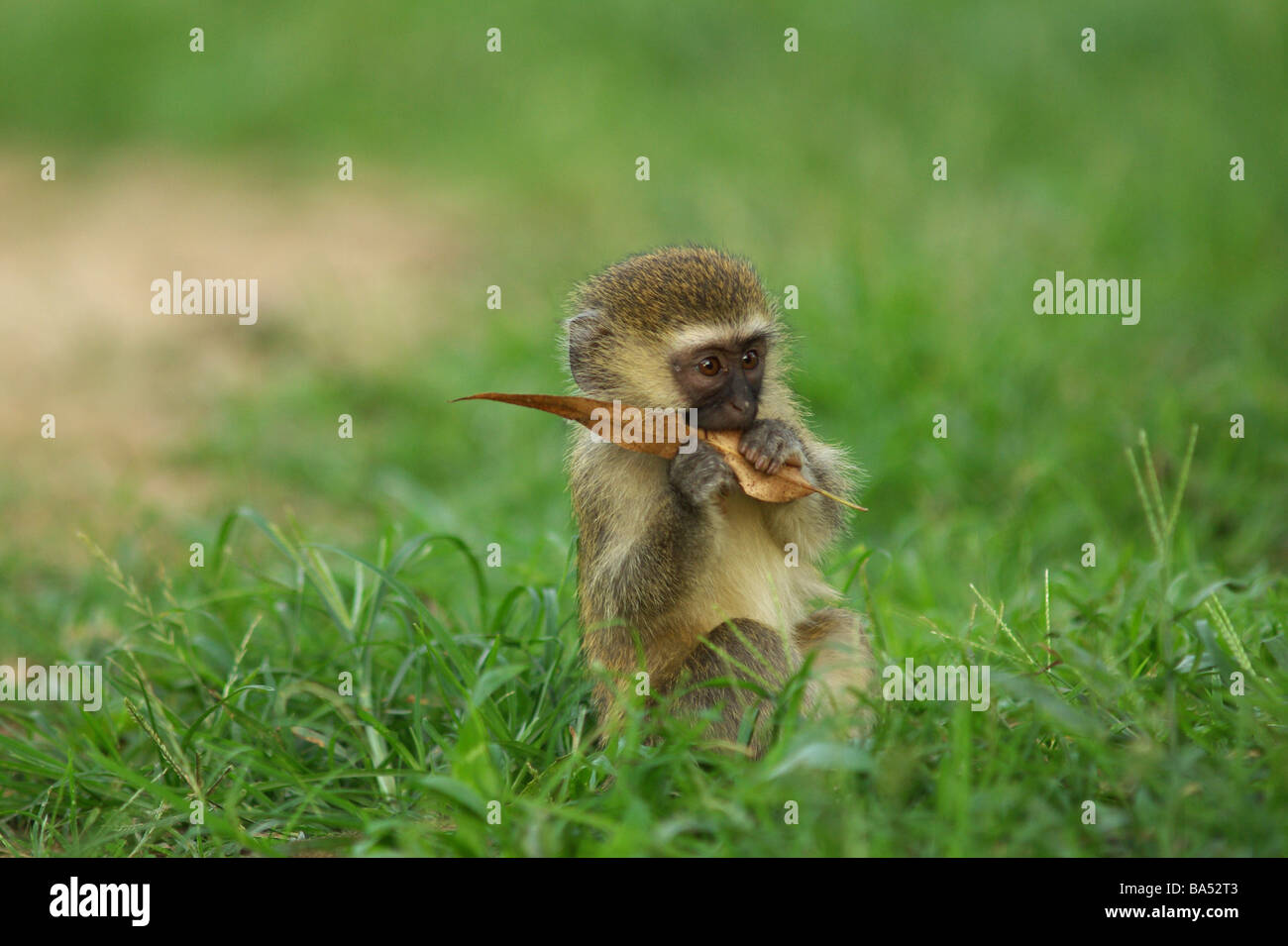 Juvenile vervet monkey - Cercopithecus aethiops Stock Photo - Alamy
