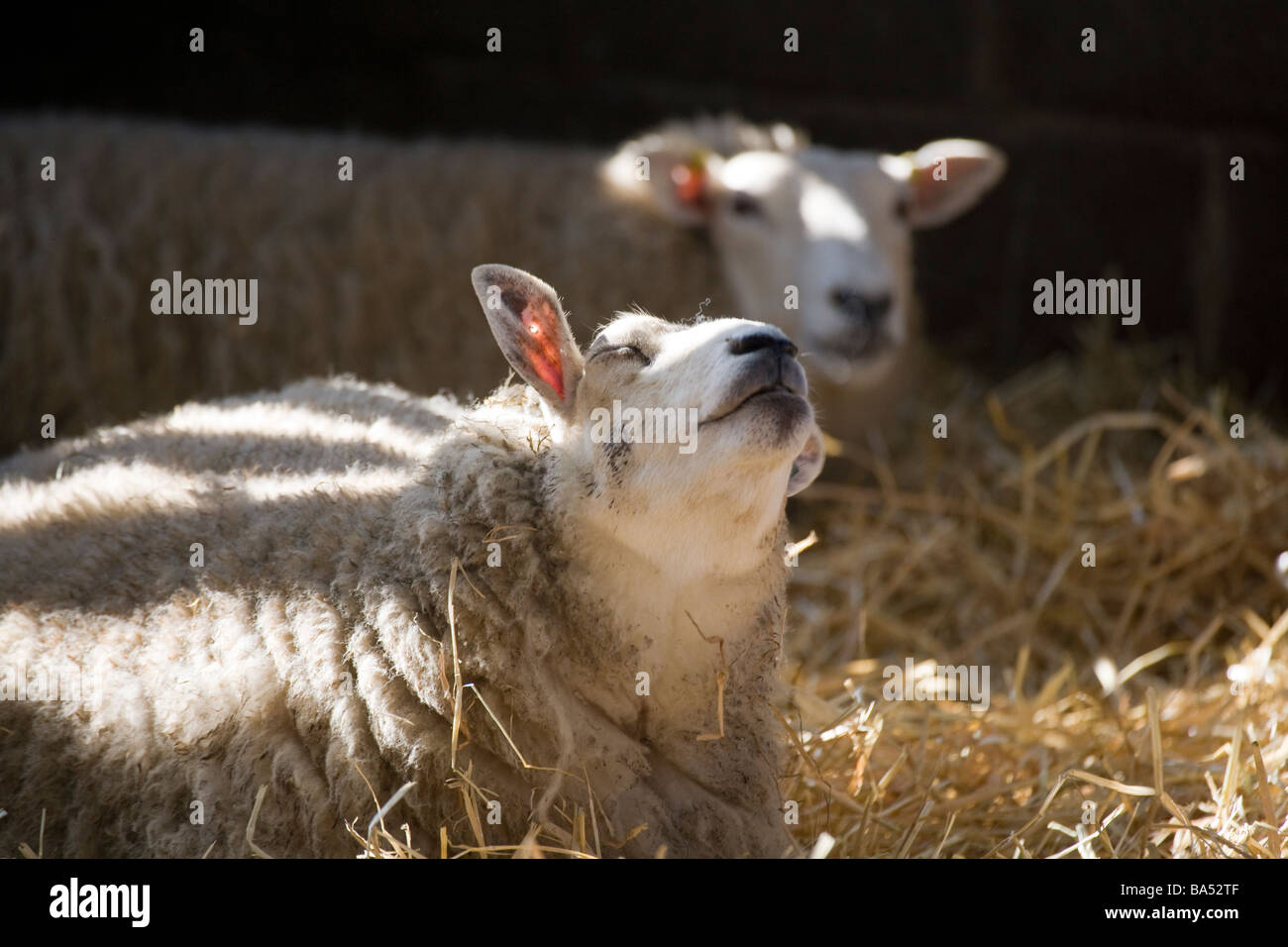 Lambing time in spring North Yorkshire UK England Ewe showing signs of ...