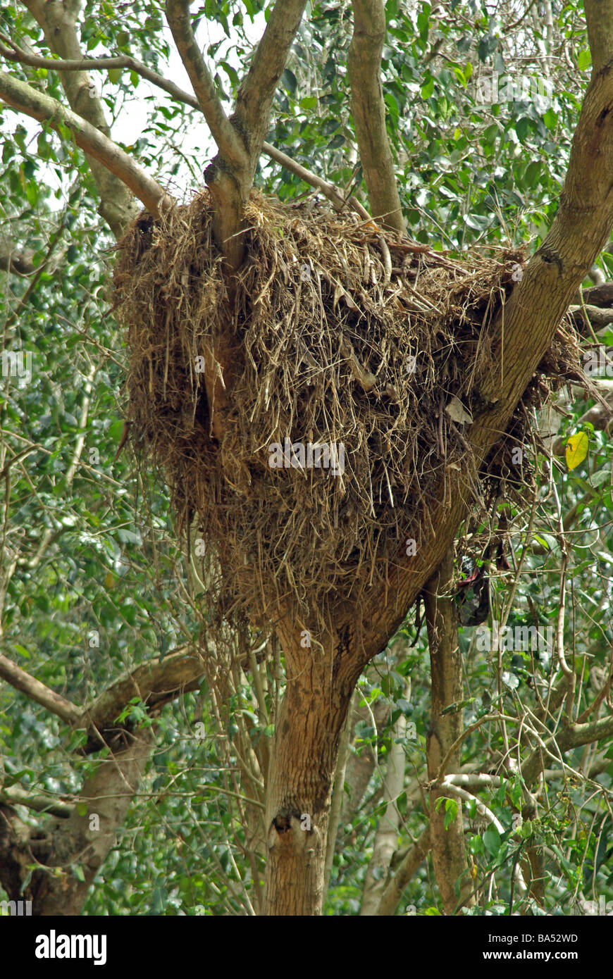 Hamerkop nest hi-res stock photography and images - Alamy