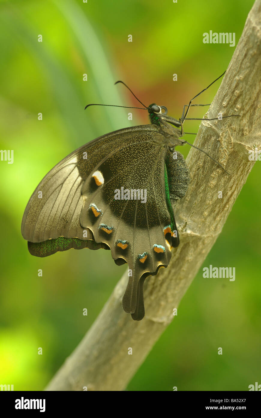 Palinurus hi-res stock photography and images - Alamy