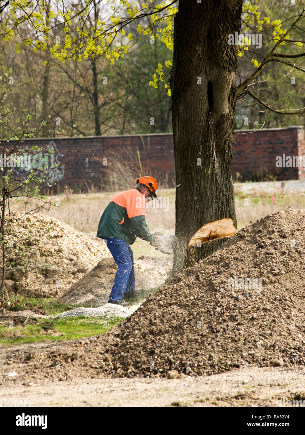 cutting down a tree Stock Photo - Alamy