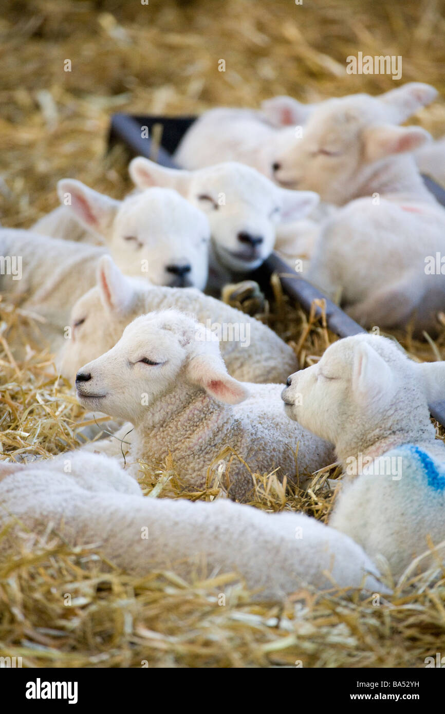 Lambing time in spring North Yorkshire UK England Stock Photo - Alamy