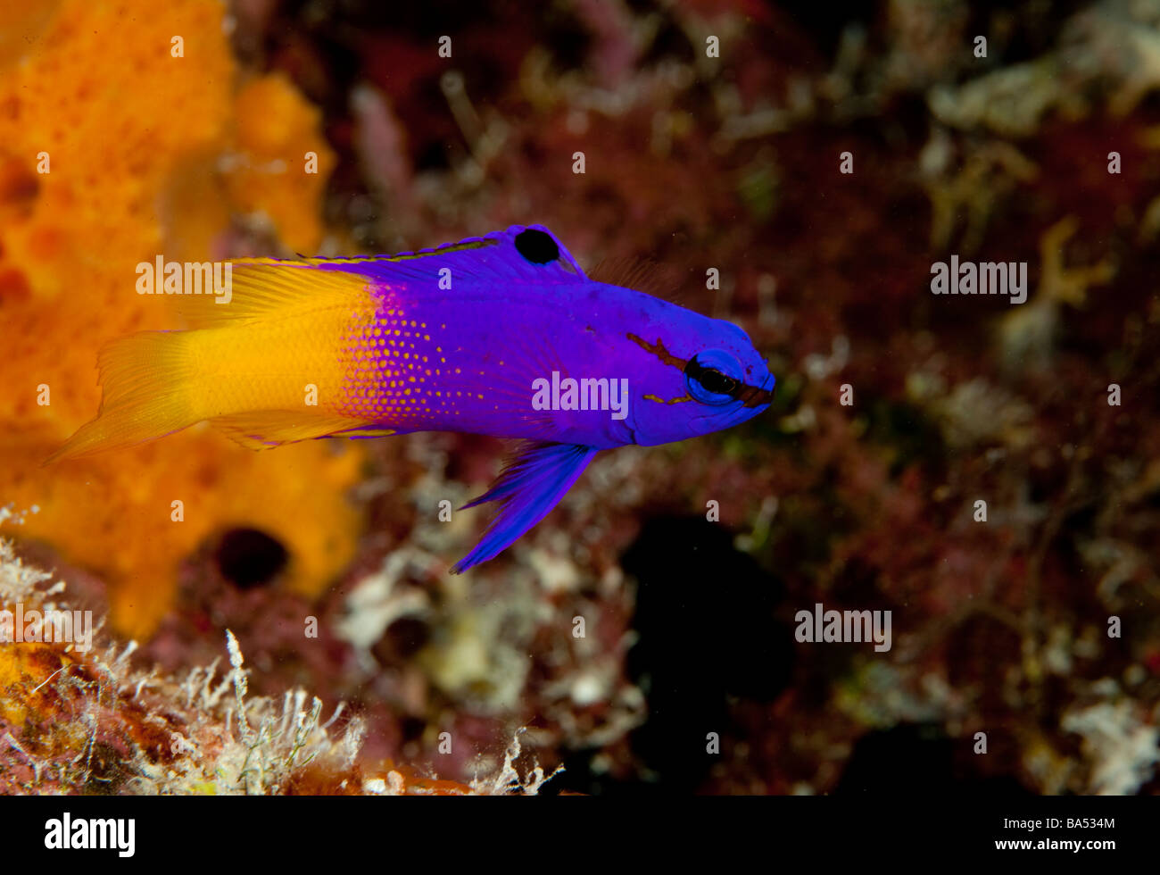 Close-up of a Fairy Basslet (Gramma loreto) on a reef in Bonaire Stock ...