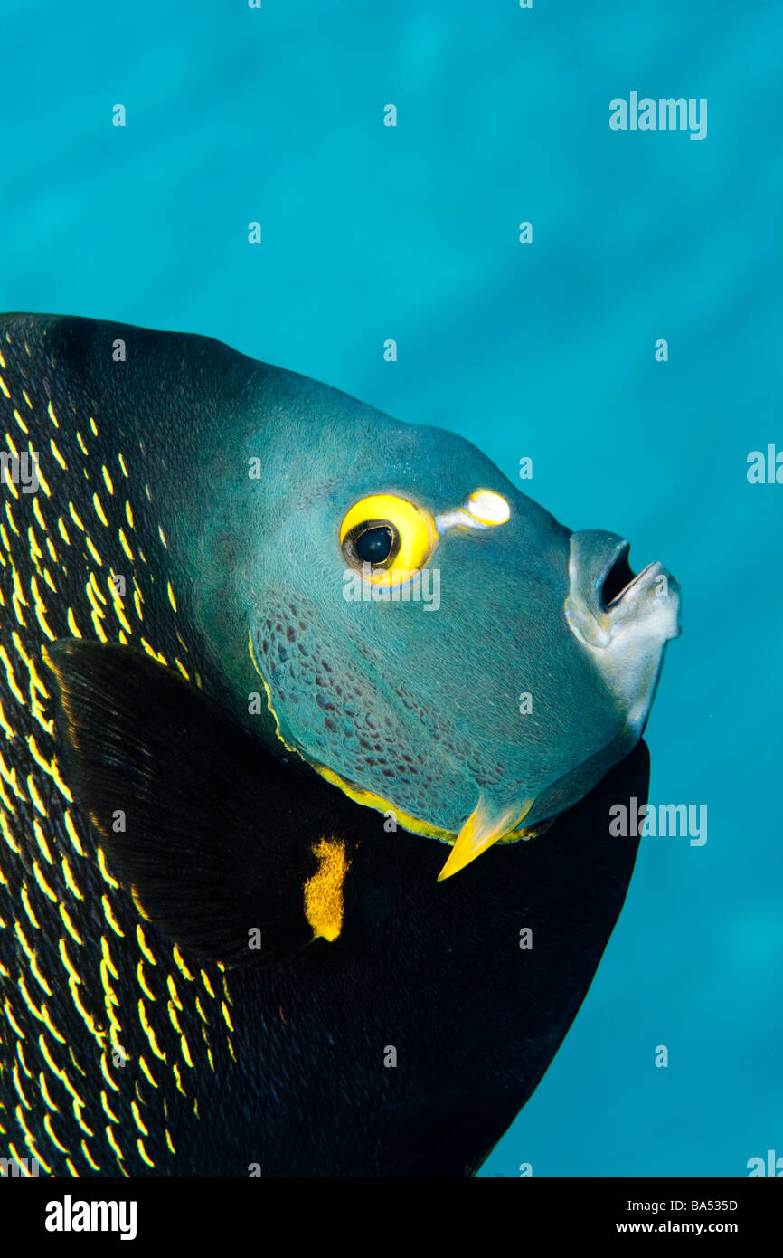 Extreme close-up of French angelfish (Pomacanthus paru) peering at the ...