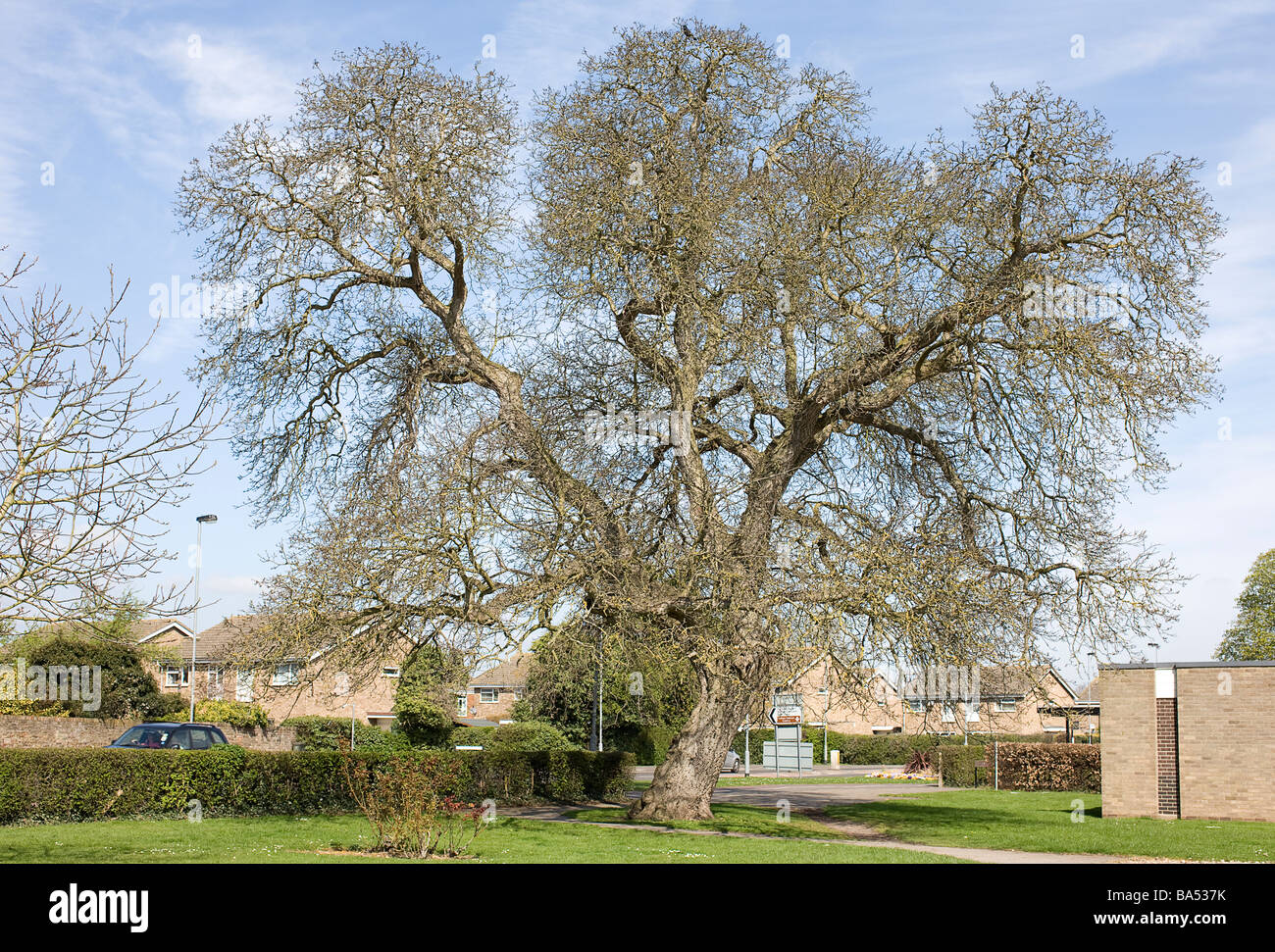 Common Walnut tree, (Juglans regia) growing in a suburban setting Stock ...