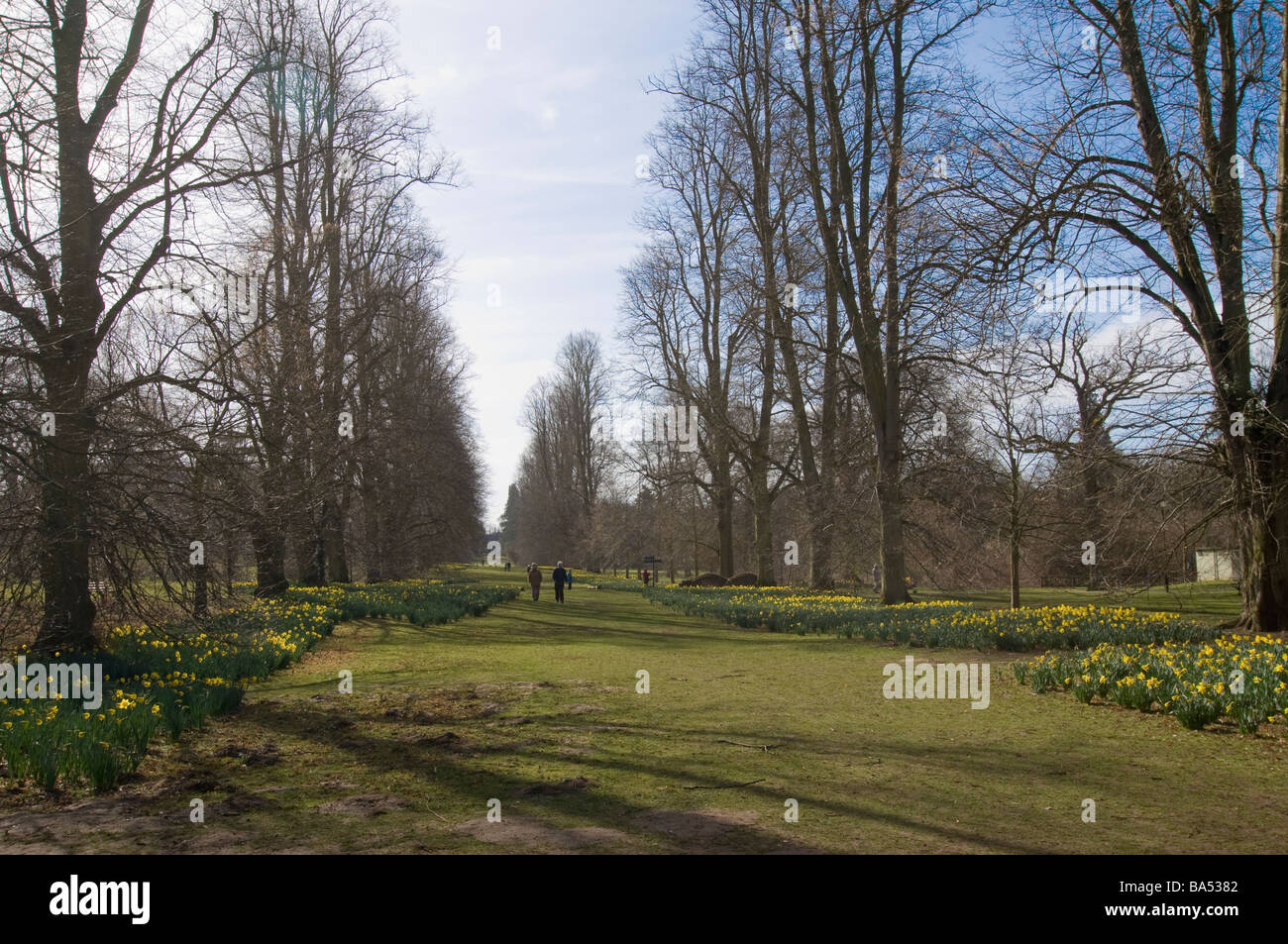 Spring daffodils at Nowton Park in Bury St Edmunds Stock Photo - Alamy