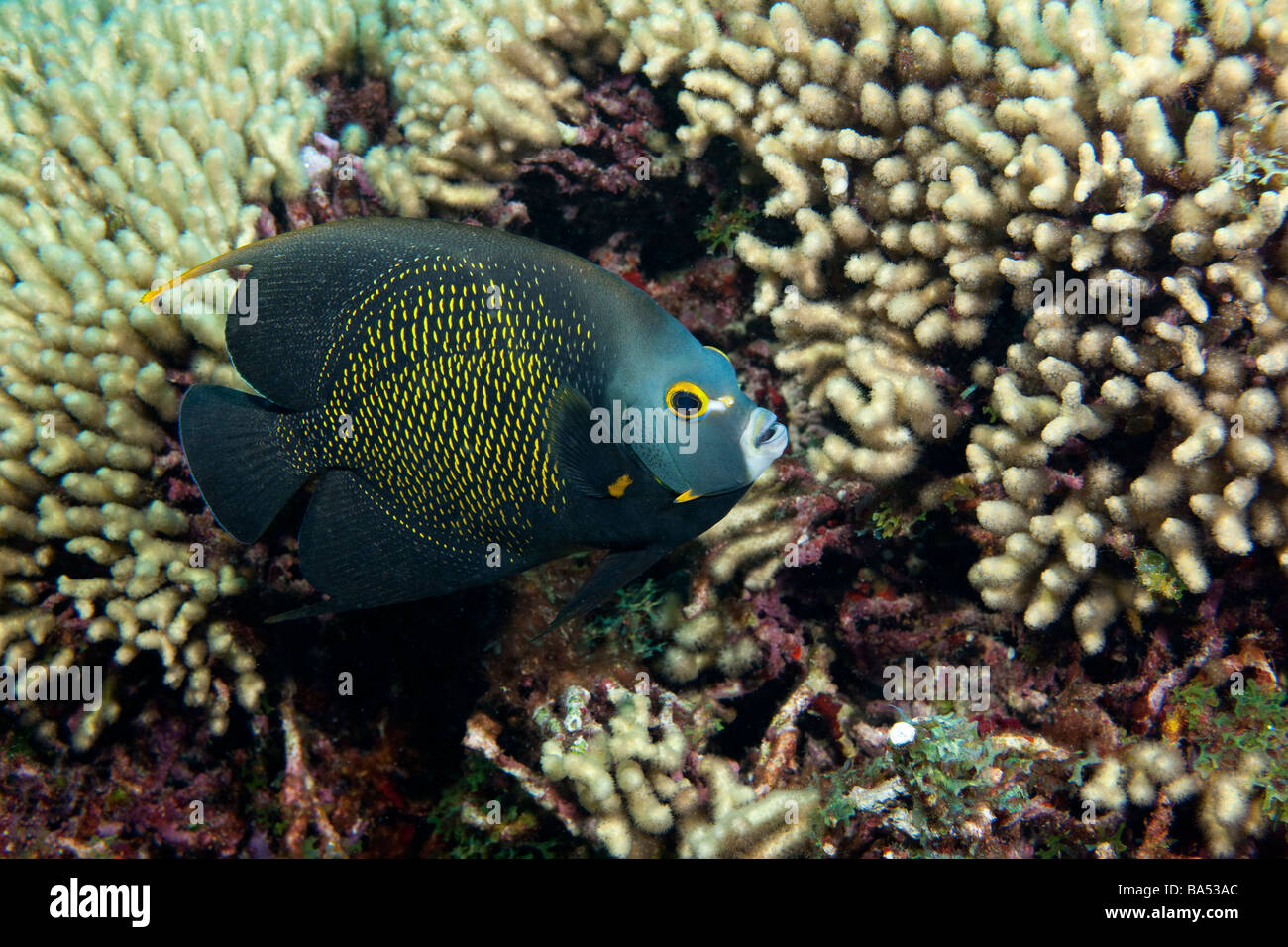 Pomacanthus paru hi-res stock photography and images - Alamy