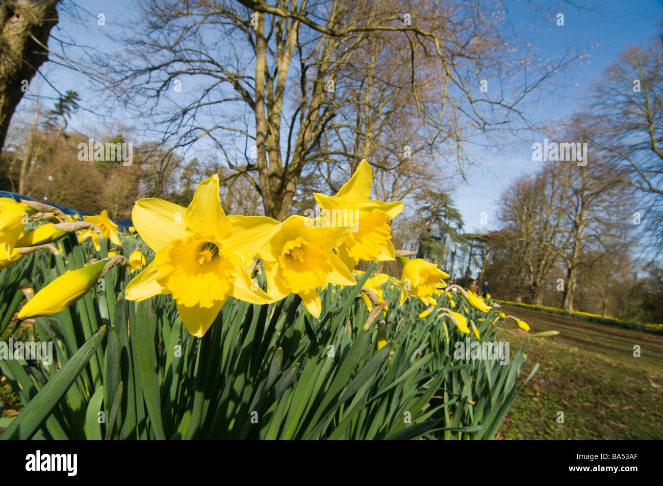 Spring daffodils at Nowton Park in Bury St Edmunds Stock Photo - Alamy