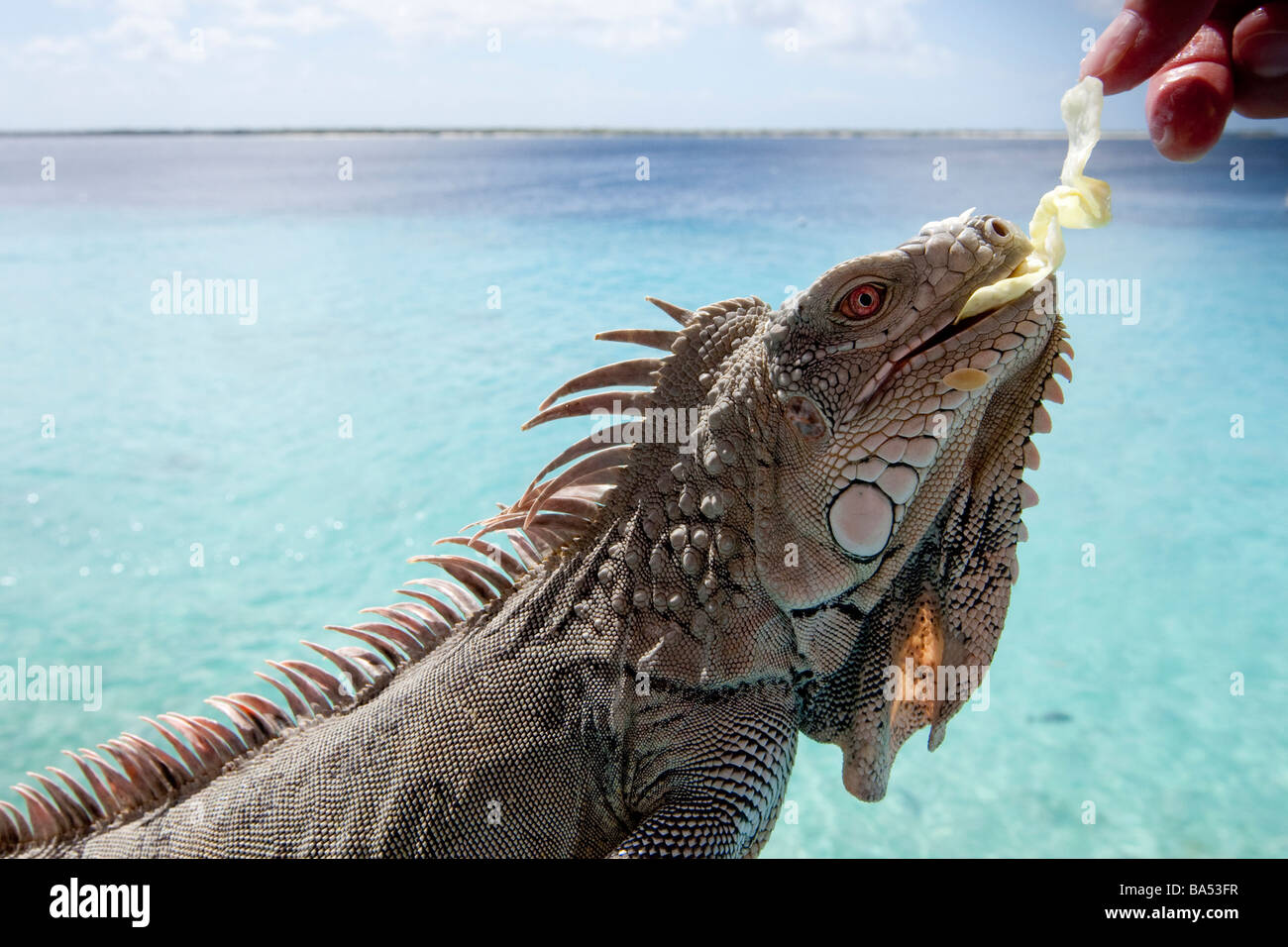 Close-up of Rock Iguana (Cyclura sp.), on the Island of Bonaire taking ...