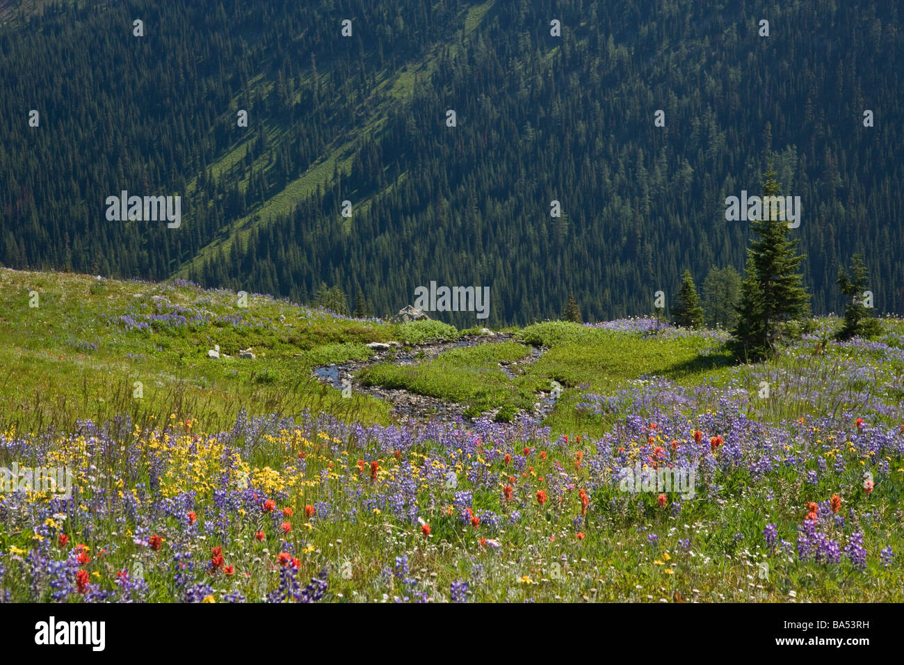 USA, Washington, Mount Baker Snoqualmie National Forest, Harts, Pass ...