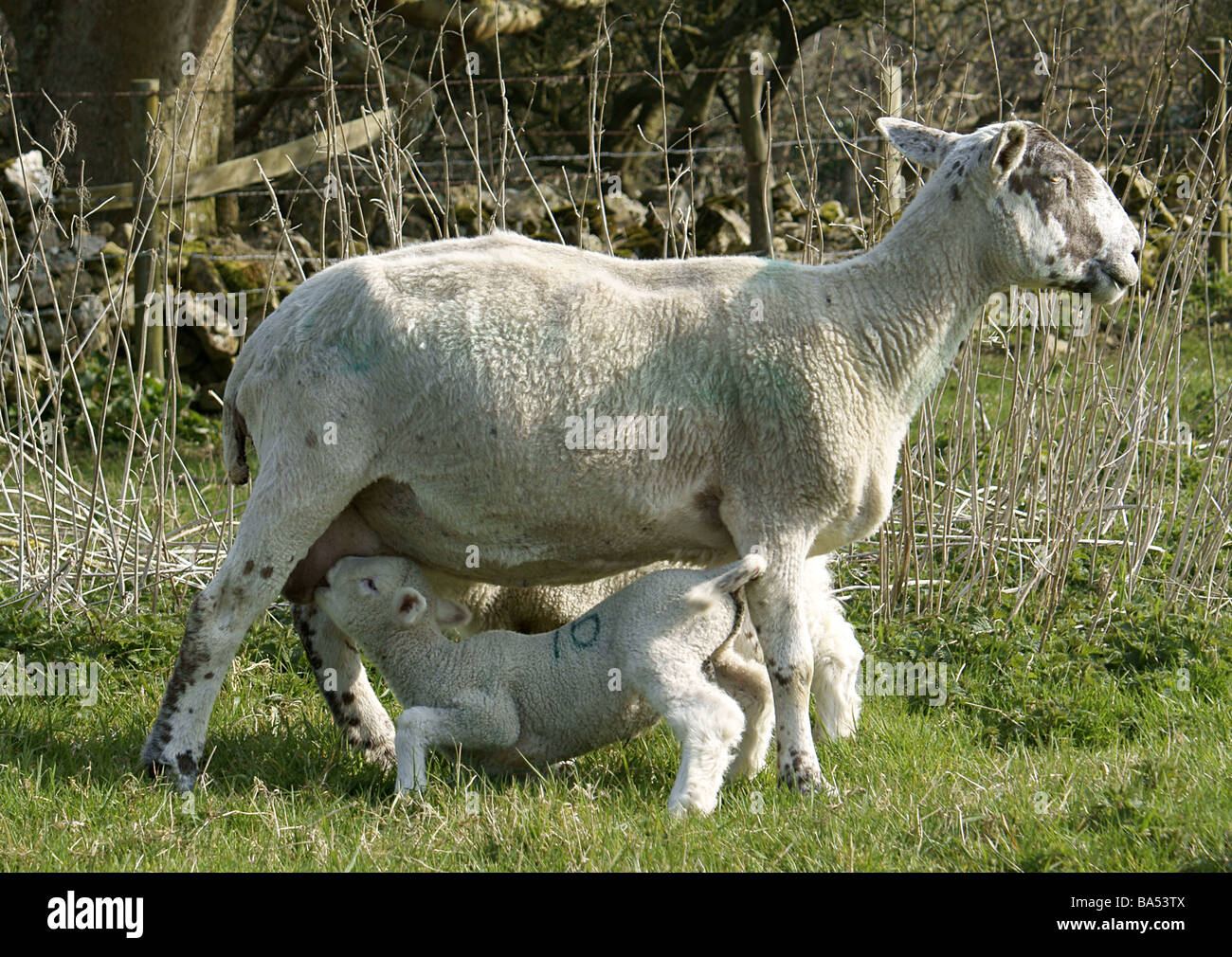Ewe with lamb Stock Photo - Alamy