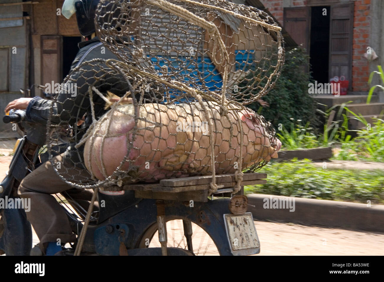 Pig transport hi-res stock photography and images - Alamy