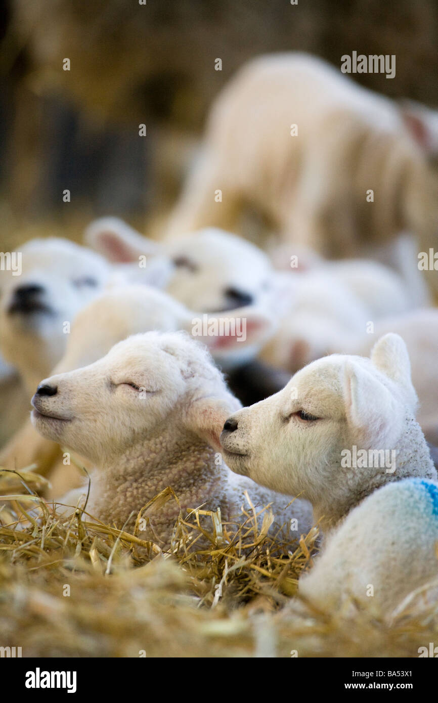 Lambing time in spring North Yorkshire UK England Stock Photo - Alamy