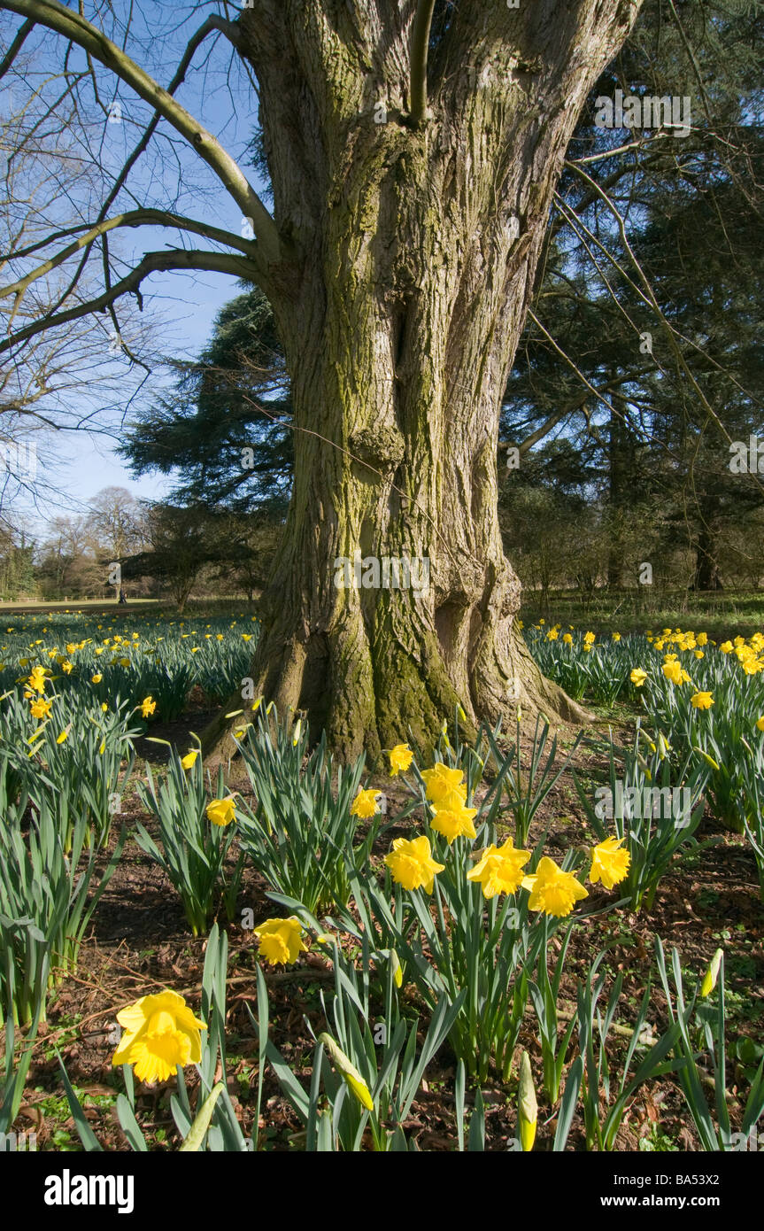 Nowton park bury st edmunds hi-res stock photography and images - Alamy