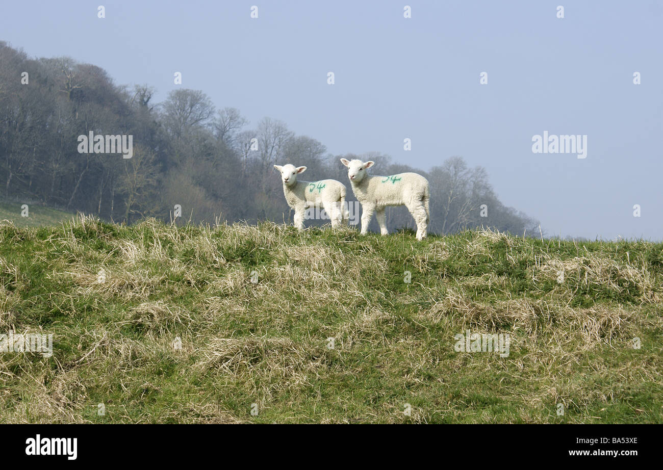 Twin spring lambs Dorset England Stock Photo - Alamy