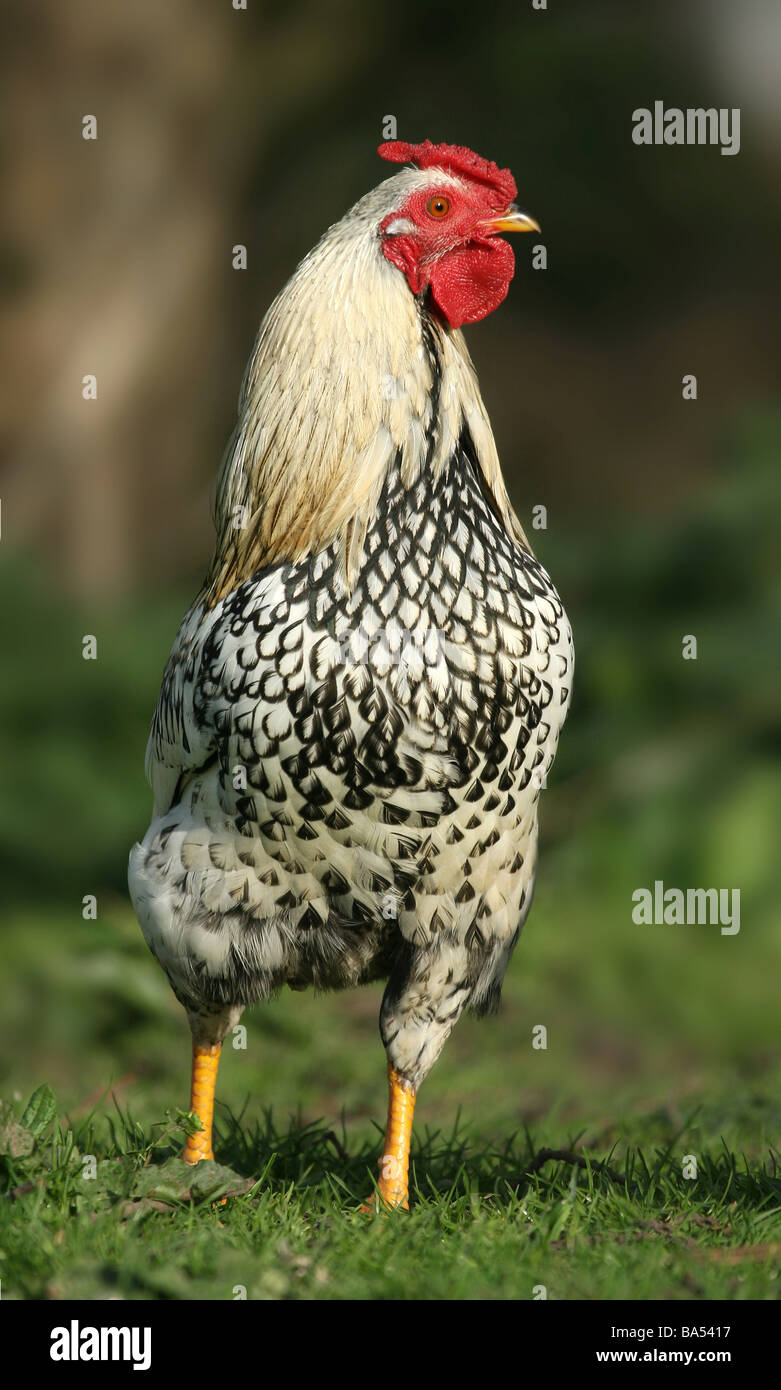 Speckled Cockerel walking towards the camera Stock Photo - Alamy