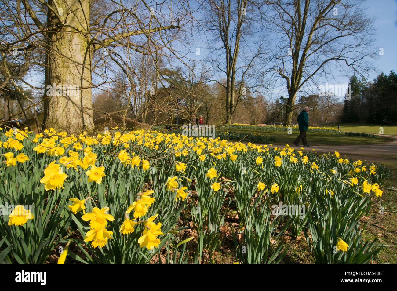 Spring daffodils at Nowton Park in Bury St Edmunds Stock Photo - Alamy
