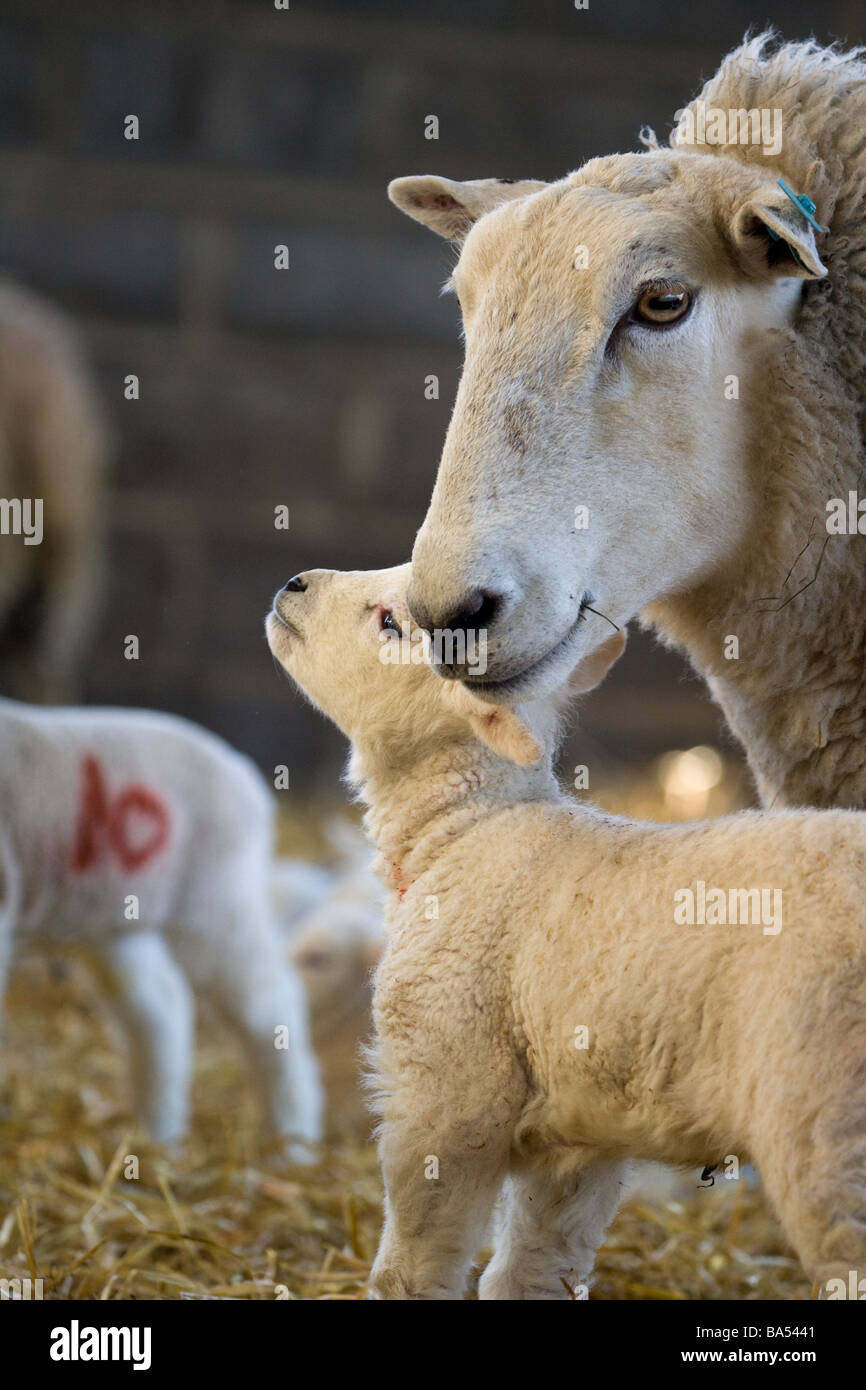 Lambing time in spring North Yorkshire UK England Stock Photo - Alamy
