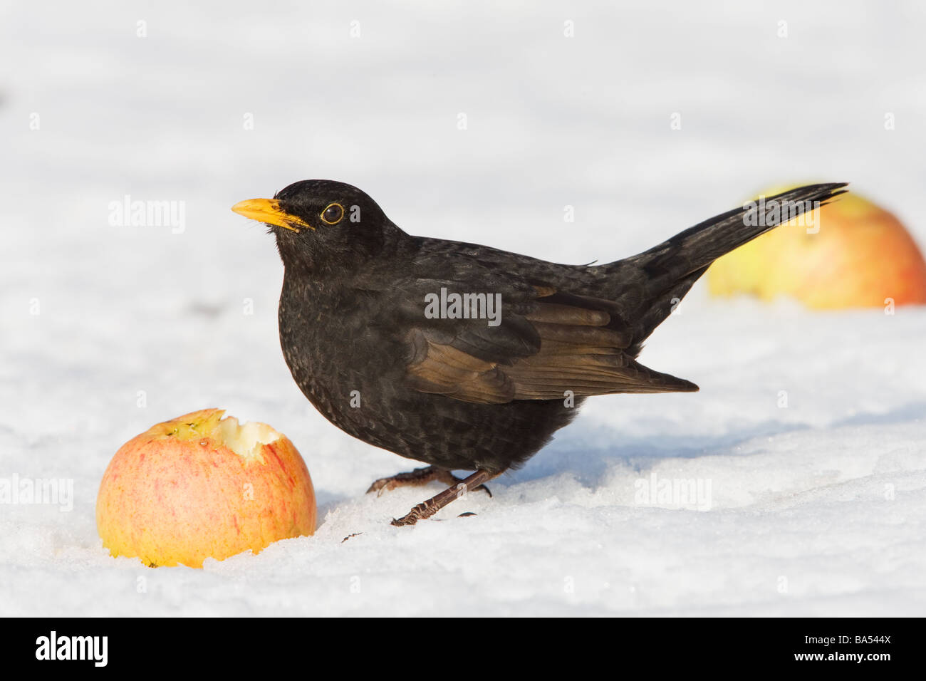 Blackbird feeding snow hi-res stock photography and images - Alamy