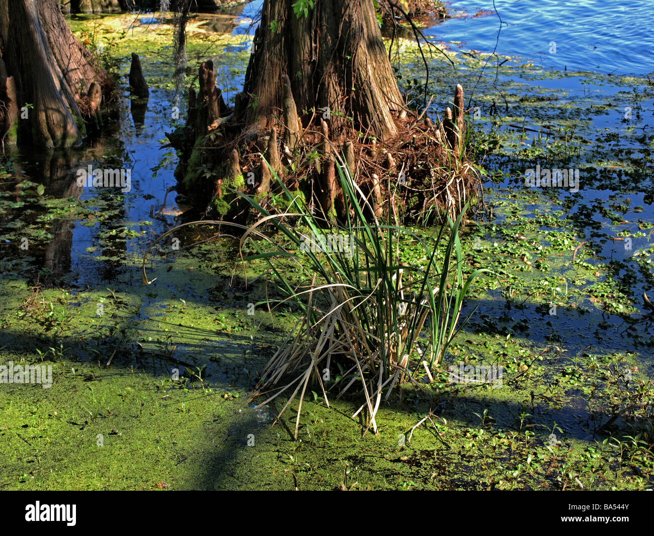Cypress tree lake hi-res stock photography and images - Alamy