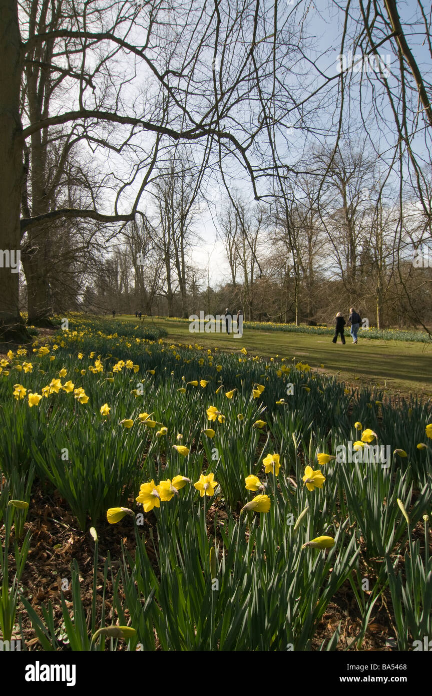 Spring daffodils at Nowton Park in Bury St Edmunds Stock Photo - Alamy