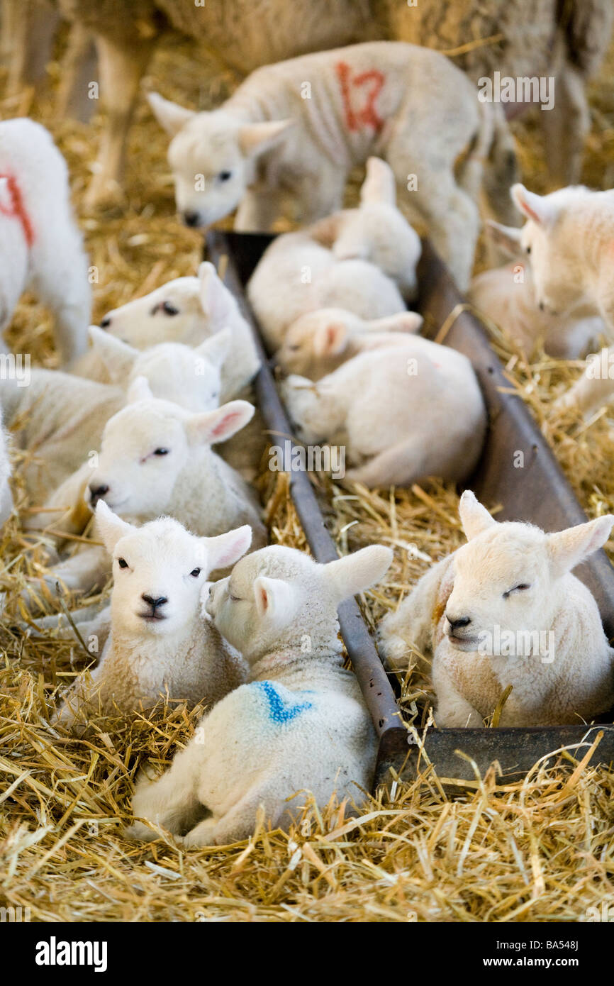 Lambing time in spring North Yorkshire UK England Stock Photo - Alamy