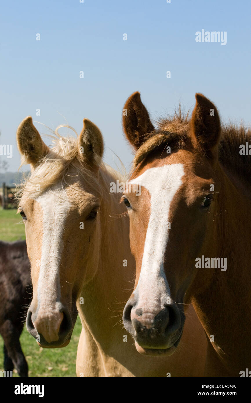 Two horses looking Stock Photo - Alamy