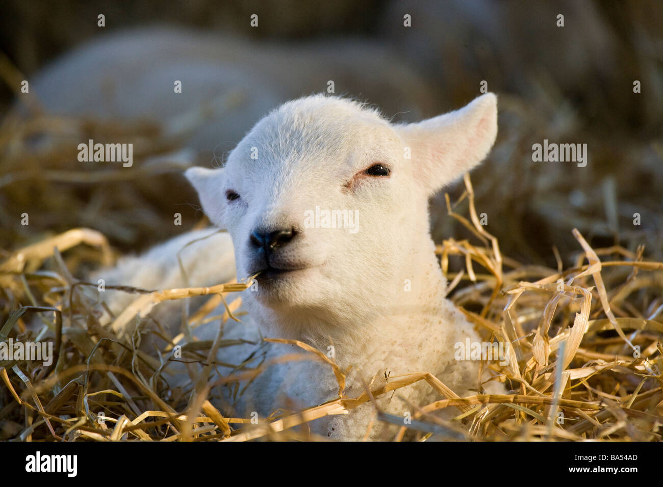 Lambing time in spring North Yorkshire UK England Stock Photo - Alamy
