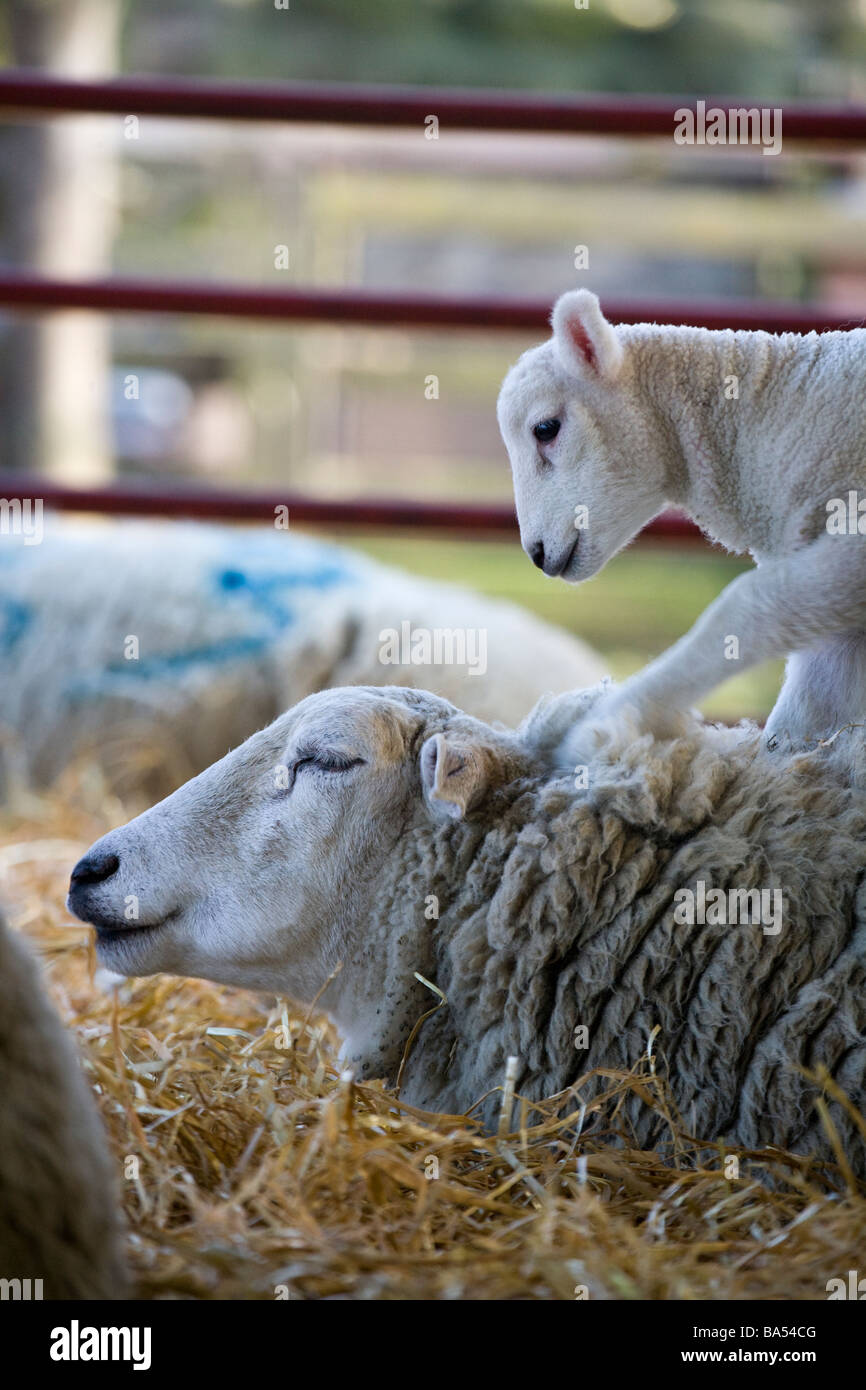 Time lamb hi-res stock photography and images - Alamy