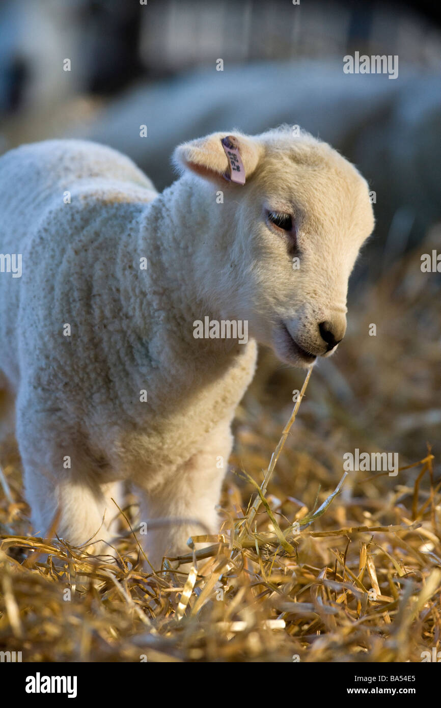Lambing time in spring North Yorkshire UK England Stock Photo - Alamy