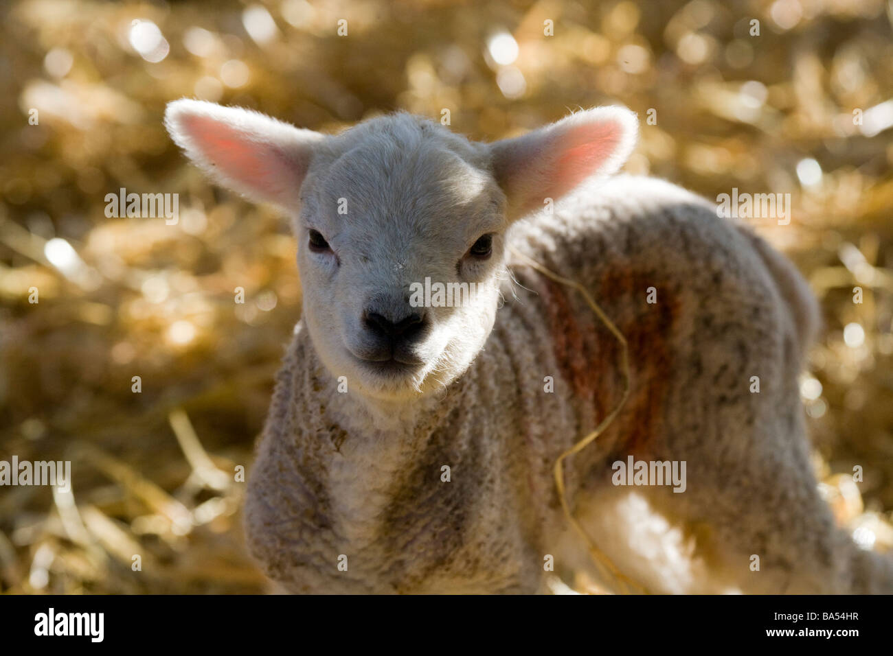 Lambing time in spring North Yorkshire UK England Stock Photo - Alamy