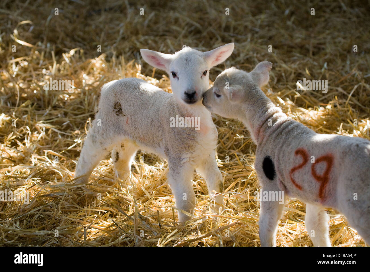 Lambing time hi-res stock photography and images - Alamy