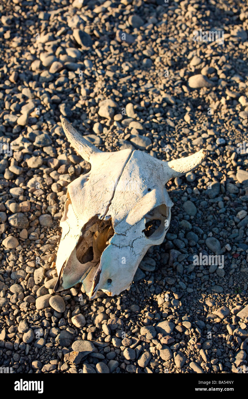 Dead Cow High Resolution Stock Photography and Images - Alamy