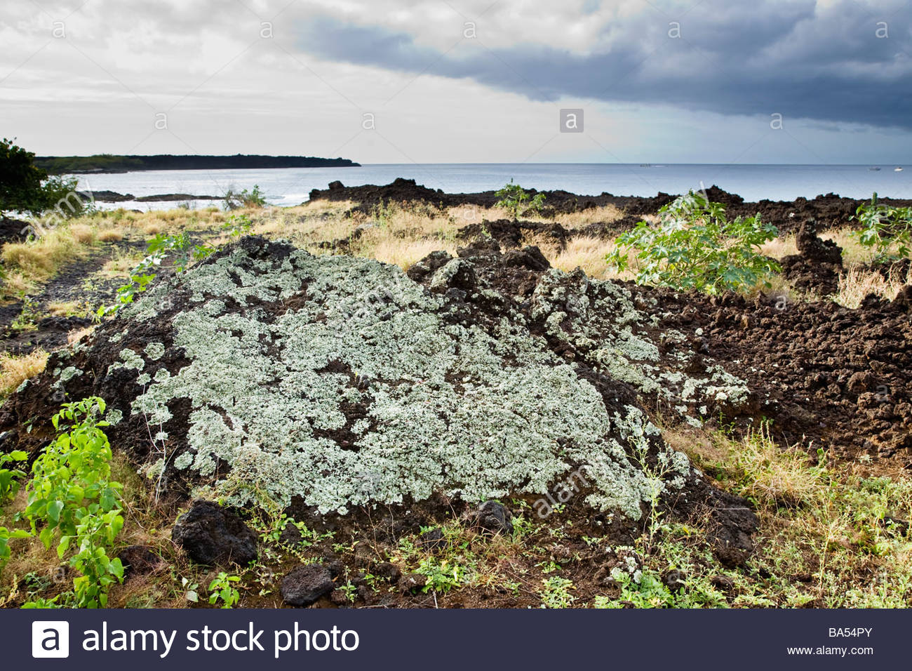 Basalt Rock Lichen High Resolution Stock Photography and Images - Alamy