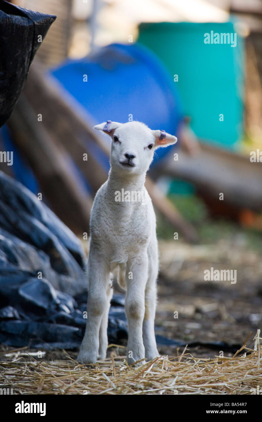 Lost lamb wandering about a farmyard Stock Photo - Alamy