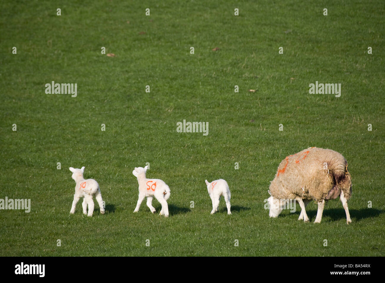Sheep and three lambs Stock Photo - Alamy