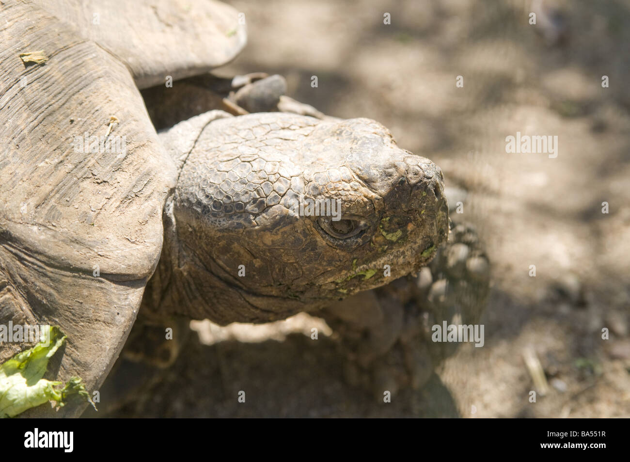 Turtle in zoo hi-res stock photography and images - Alamy