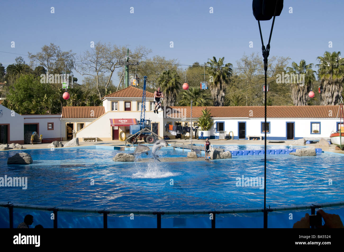 dolphins in the Lisbon Zoo, Portugal Stock Photo - Alamy