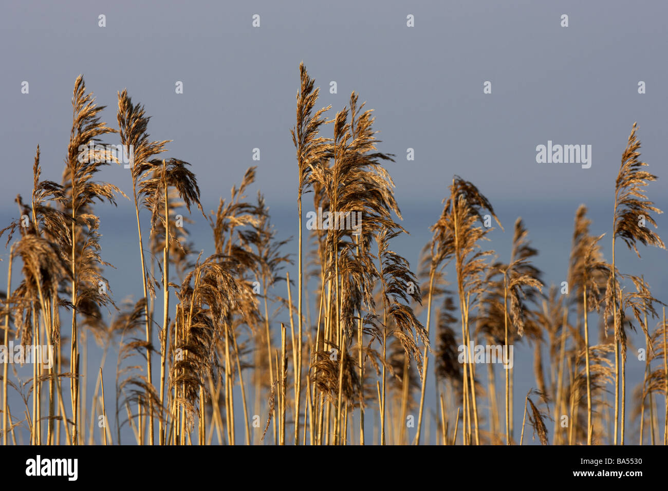 Reedheads hi-res stock photography and images - Alamy