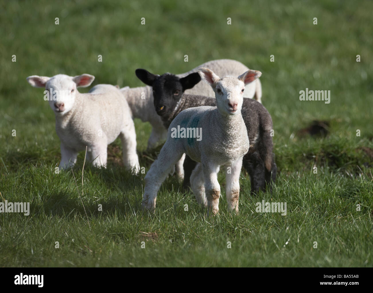 Black lambs uk hi-res stock photography and images - Alamy