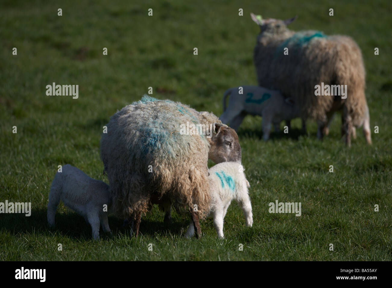 Family of sheep in ireland hi-res stock photography and images - Alamy
