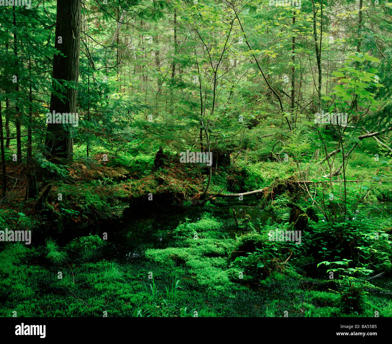 Headwaters wilderness hi-res stock photography and images - Alamy