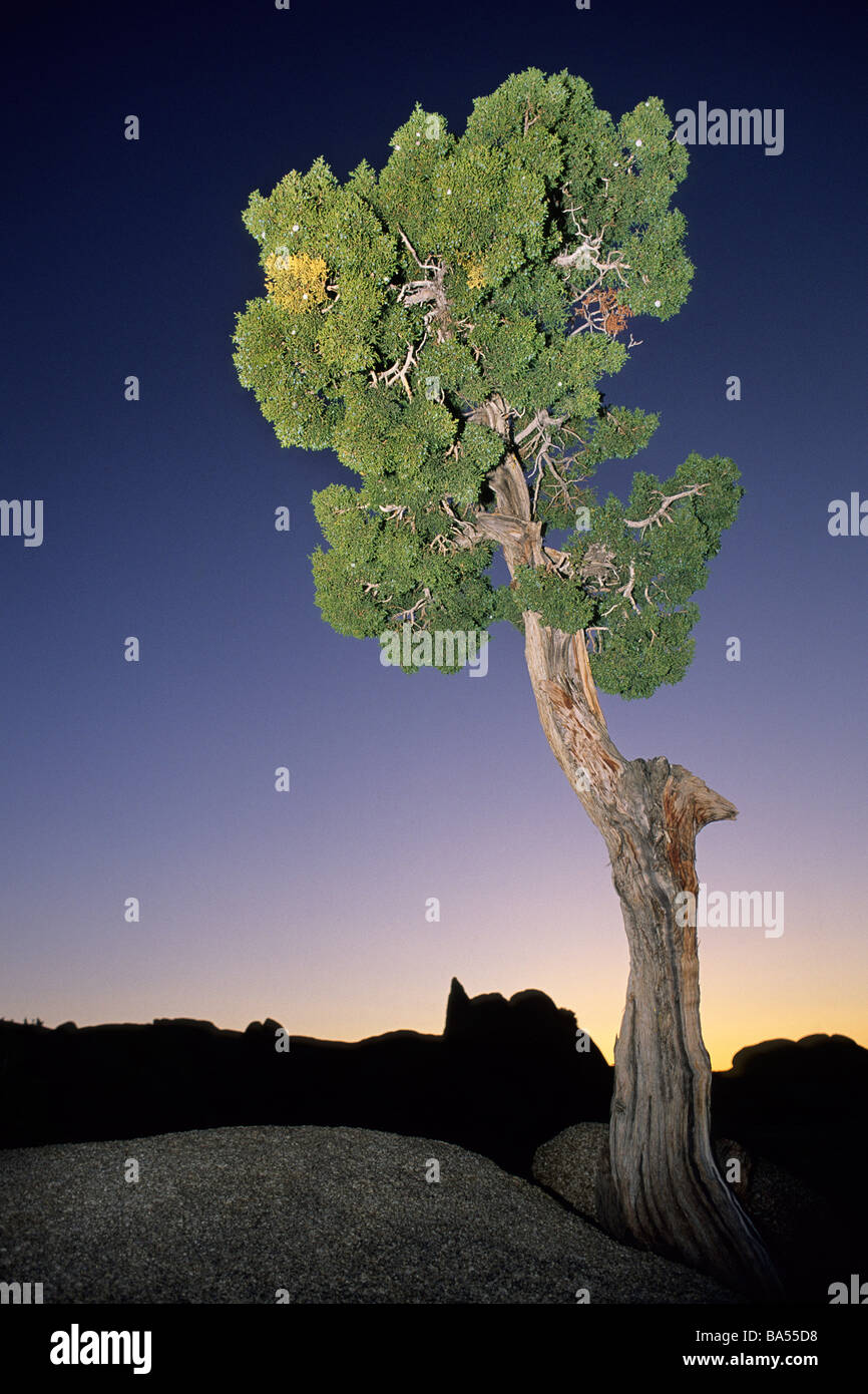 California juniper tree (Juniperus californica) at dusk with ...