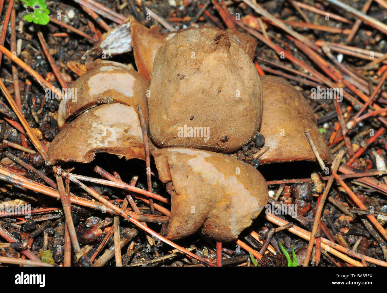 Earth star mushroom hi-res stock photography and images - Alamy