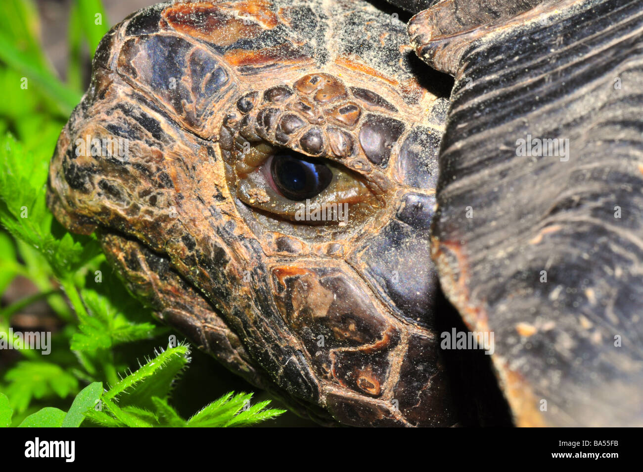 image of turtle head Stock Photo - Alamy