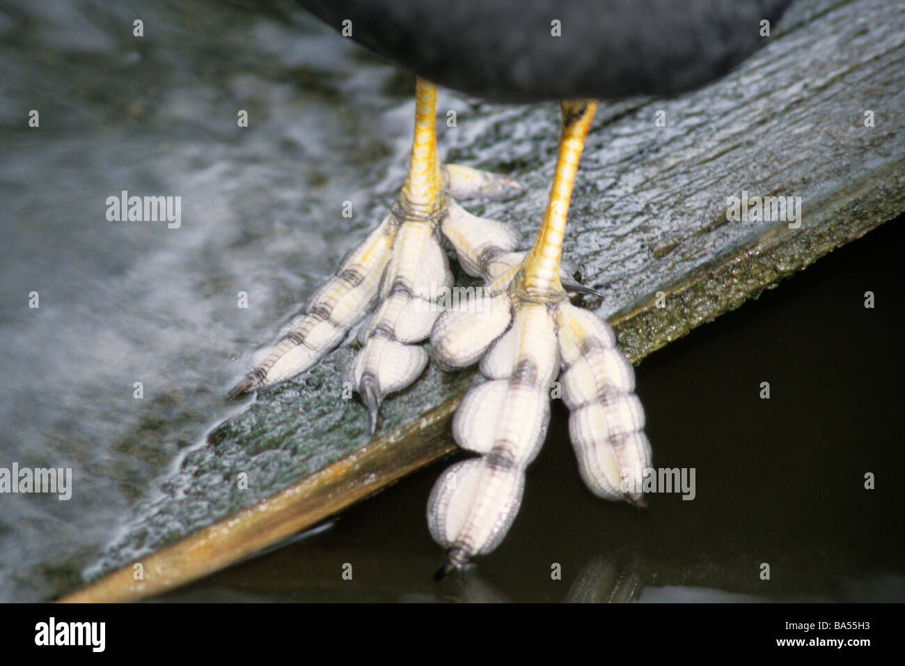 Closeup view of the lobed feet of a Eurasian Coot (Fulica atra) in ...
