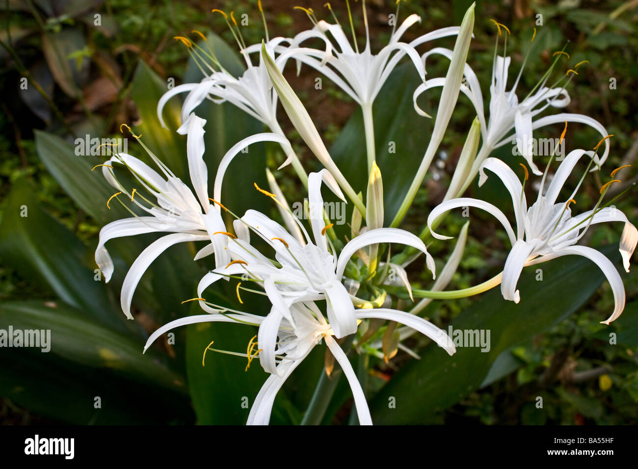 White Lily Flower Stock Photo - Alamy