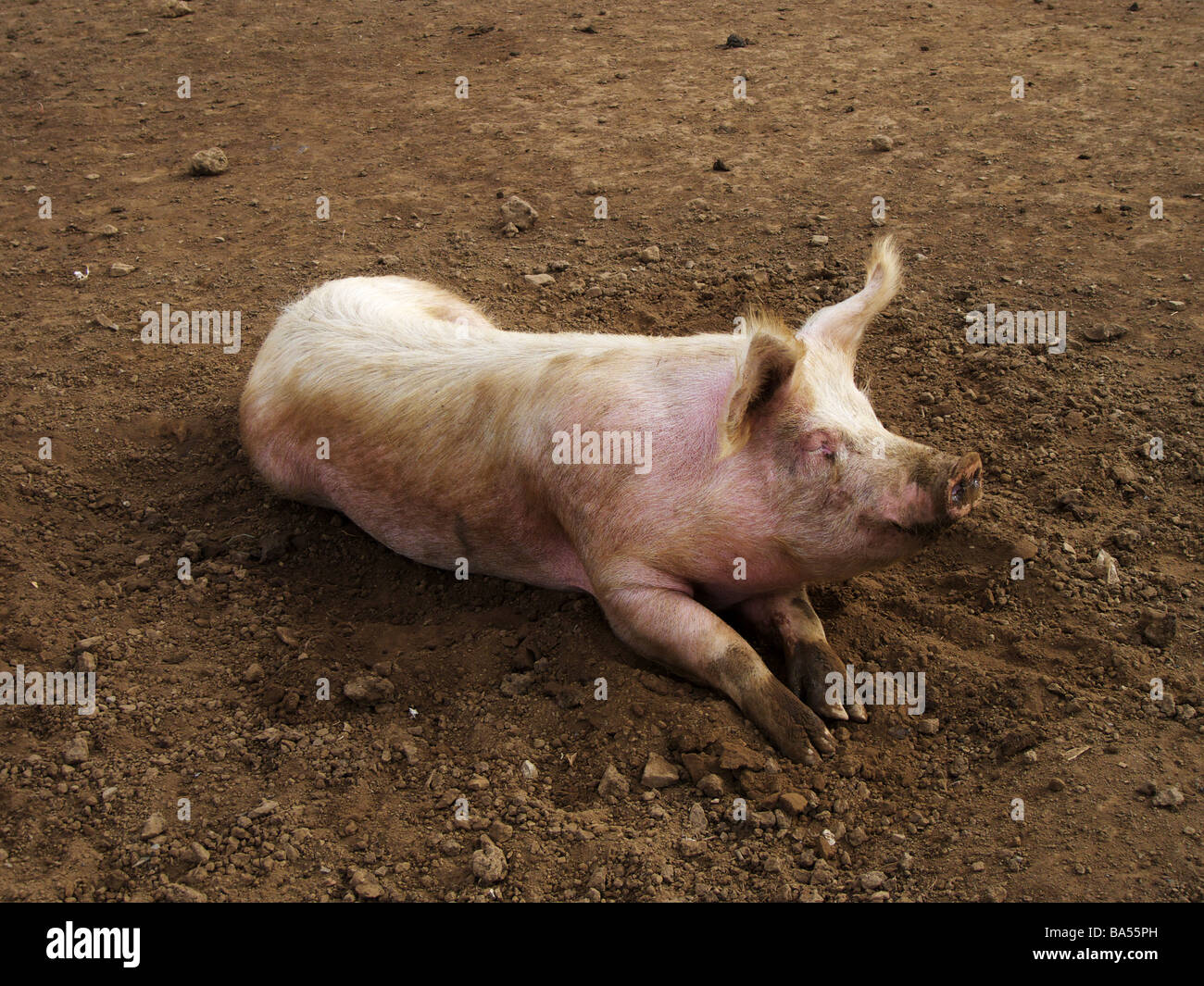 Happy pig mud hi-res stock photography and images - Alamy